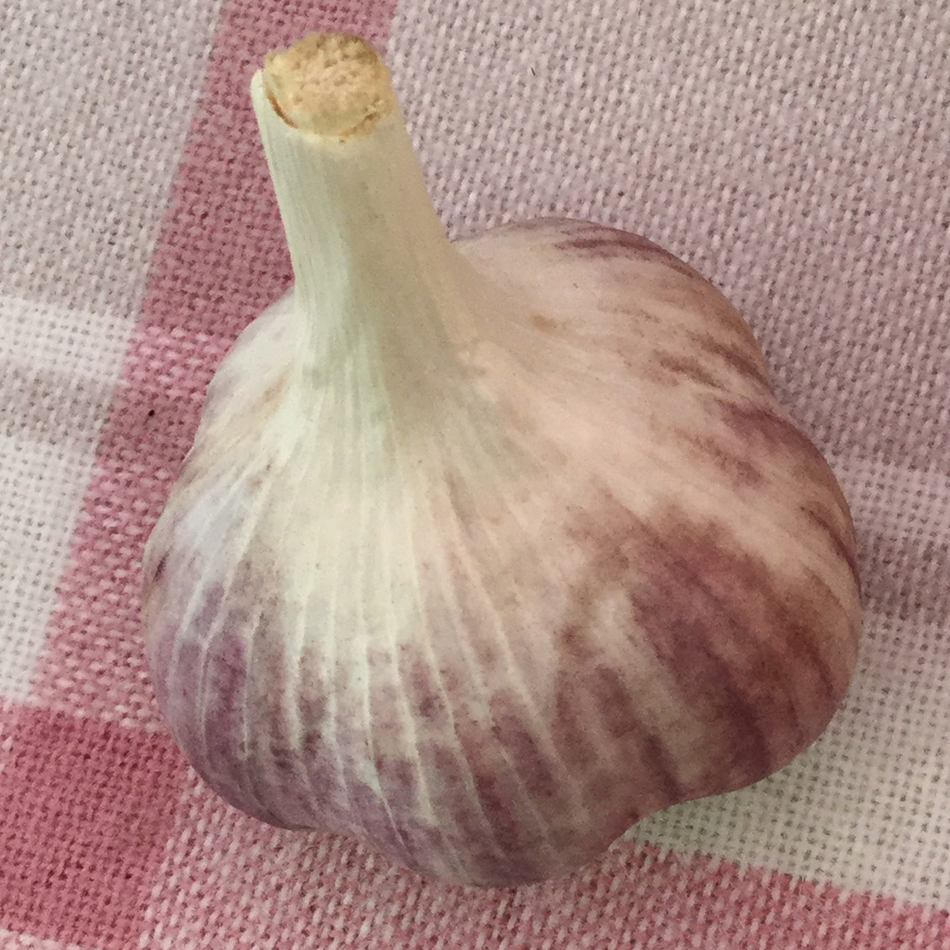 Extra Large | BC Garlic Growers Inc.