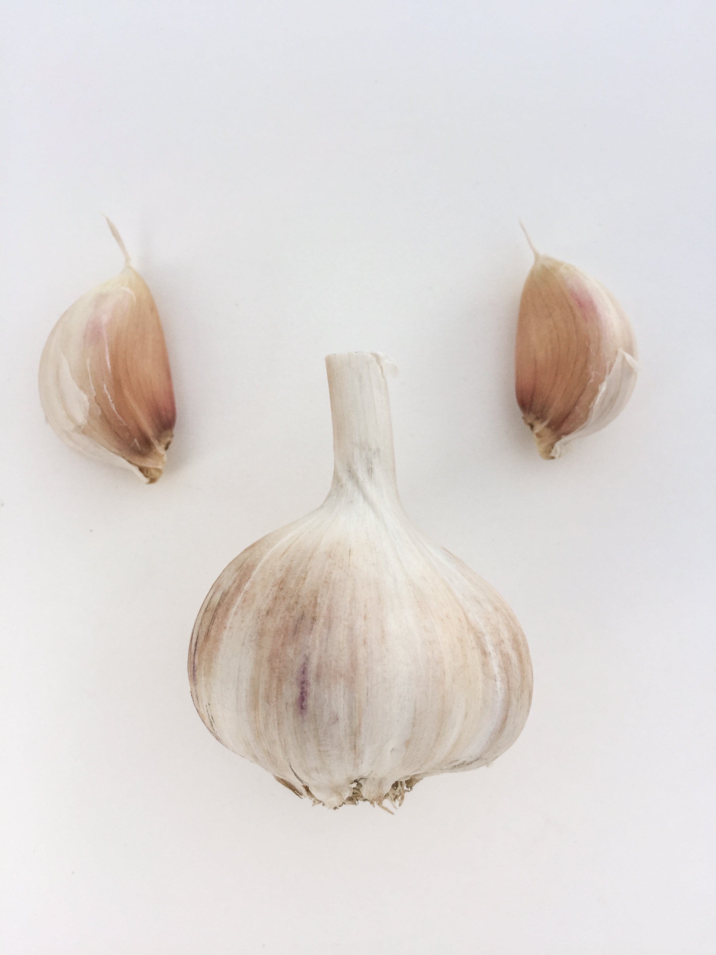 Spanish Roja | BC Garlic Growers Inc.